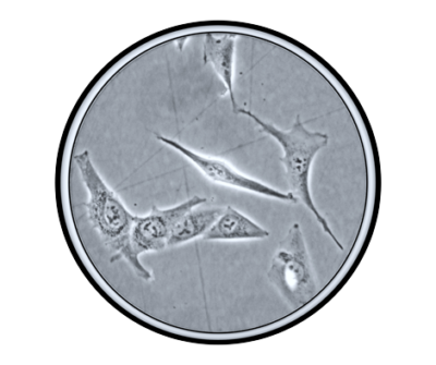 The Best Cell Culture Course For You | lablife.video