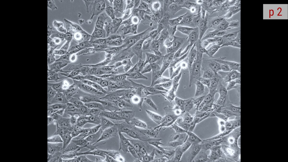Cell Culture Video Tutorials | lablife.video