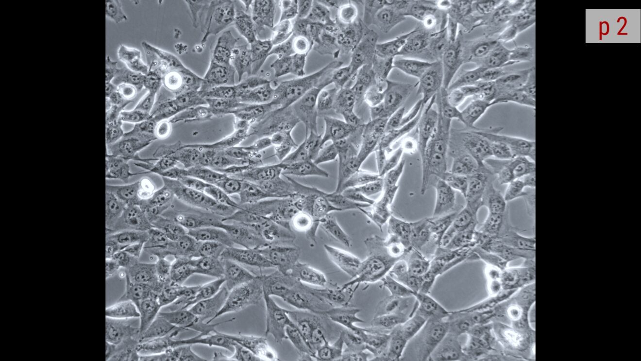 Cell Culture Video Tutorials | lablife.video