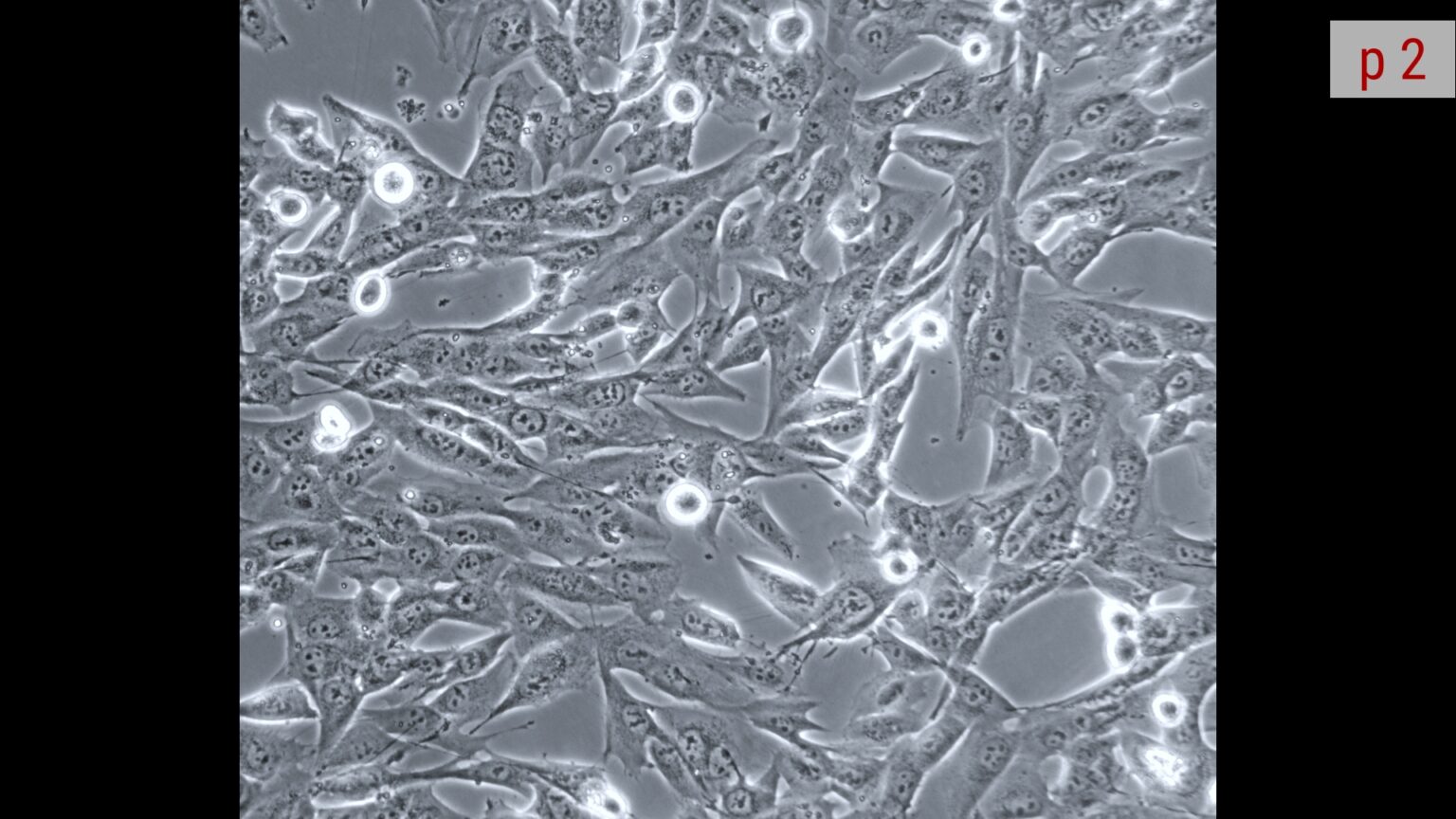 Cell Culture Video Tutorials | lablife.video